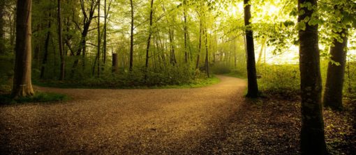 The Apprenticeship Model: A Journey toward Mastery – ClassicalU